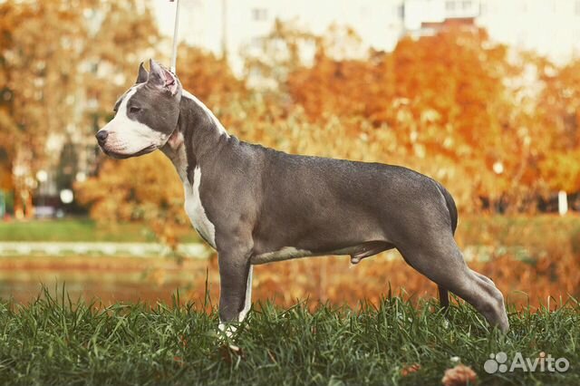 Шикарный кобель аст