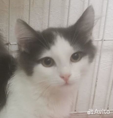 Маркиз из приюта, привезем