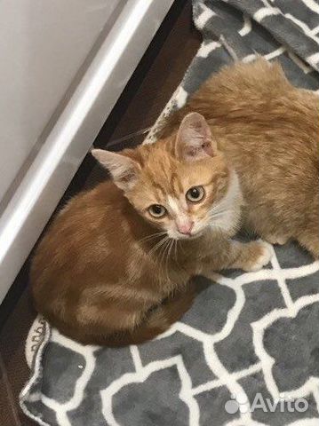 Глазастый бурундучок в добрые руки дар бесплатно