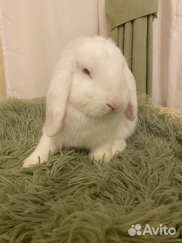 Вислоухий карликовый кролик