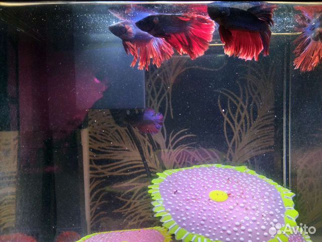 Рыбка петушок