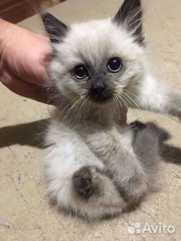 Котенок Сибирская-Сиамская Ищит Дом