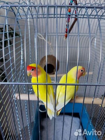 Неразлучники молодая пара