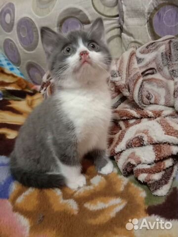 Котенок 2 месяца (полубританец)