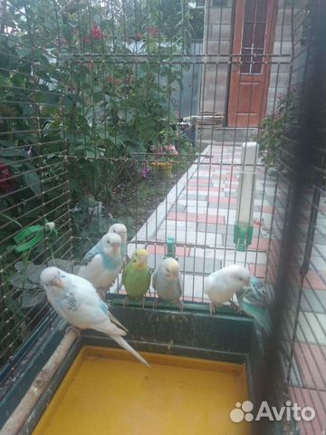 Птенцы волнистый попугай