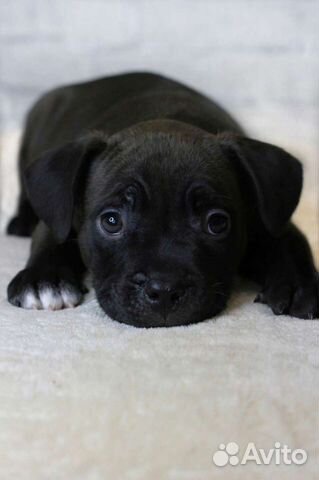 Американский булли мальчик Мини Покет