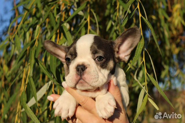 Бело-голубая француженка с подпалом на щечках