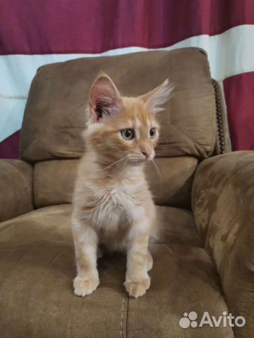 Рыжий мальчик в добрые руки