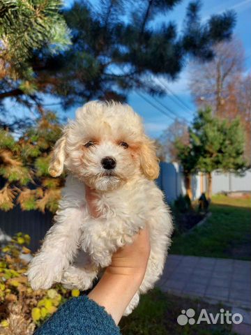 Мальтипу мини девочка айс крем ф1