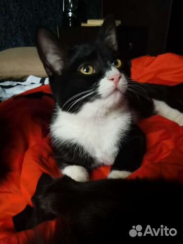 Котенок Кошечка Эльзик 5 мес Спасение Маркиз