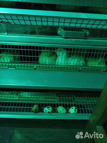 Перепела продажа