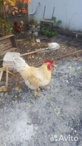 Куры несушки ломан браун