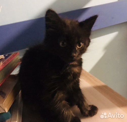 Котеночек 2 месяц