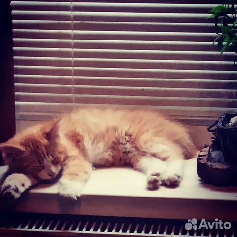 Котенок рыжий Себастиан