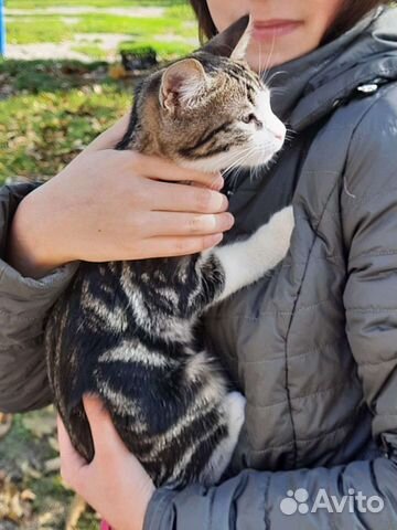 Котенок