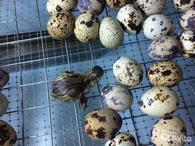 Инкубационное яйцо перепелов