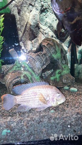 Акара бирюзовая Самка