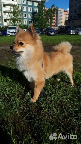 Метис помесь шпиц-чихуа