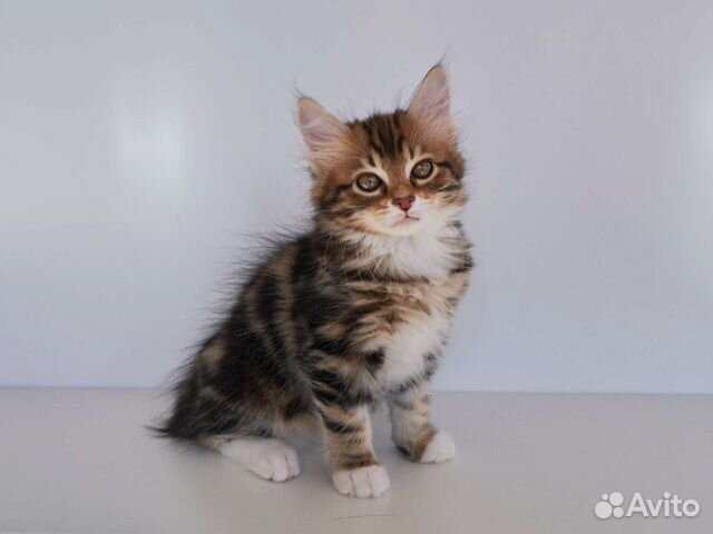 Курильский бобтейл золотой с белыми носочками