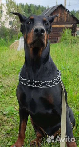 Отдам бесплатно