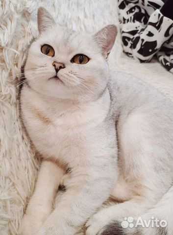 Ищу котика.Вязка