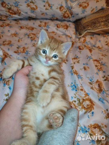 Котята в добрые руки бесплатно