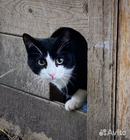 Котик в добрые руки