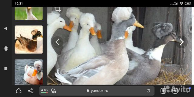 Продам уток или обмен на курей