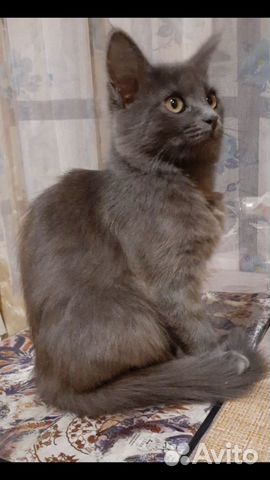 Котёнок (девочка 3 мес)