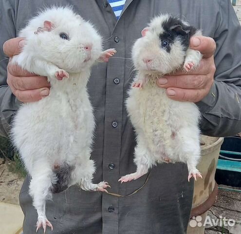 Морские свинки