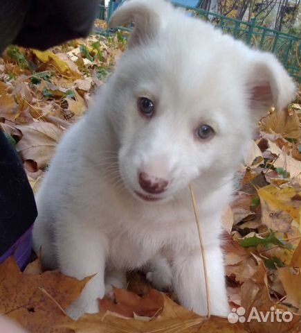Красавица метис лайки щенок Бель 1,5мес