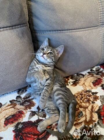 Котёнок Глаша в добрые руки
