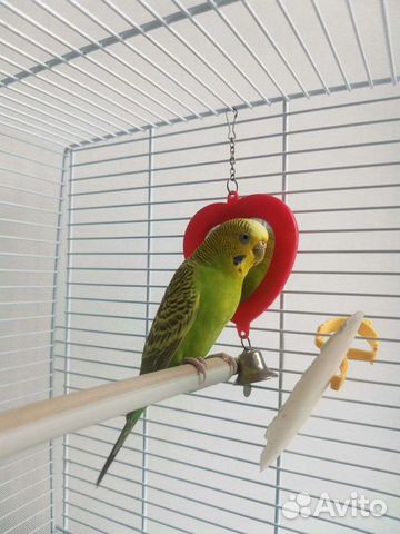 Волнистый попугай с клеткой