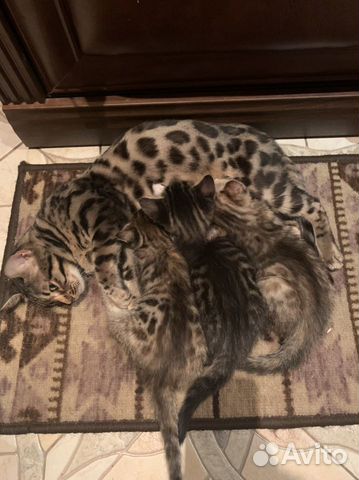 Метис Бенгальской