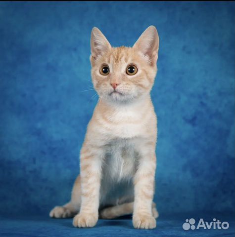 Чудо котенок Марко