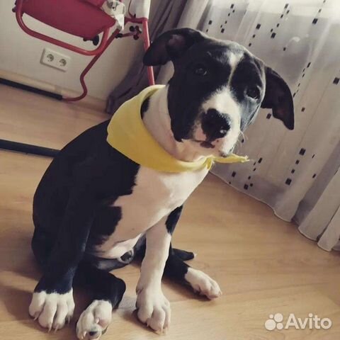 Стаффордширский терьер