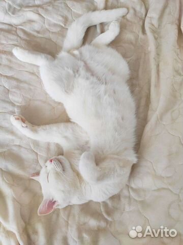 Котик ищет дом