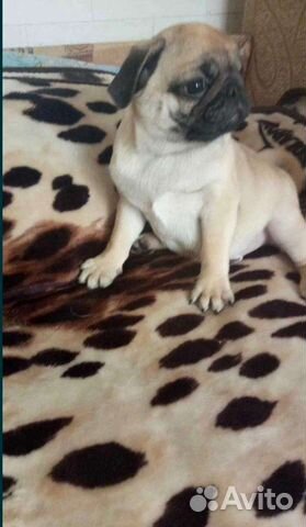 Щенки мопса