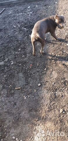 Собака амстаф