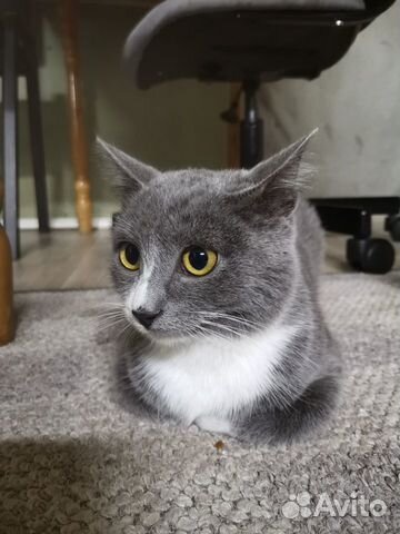 Отдам в добрые руки