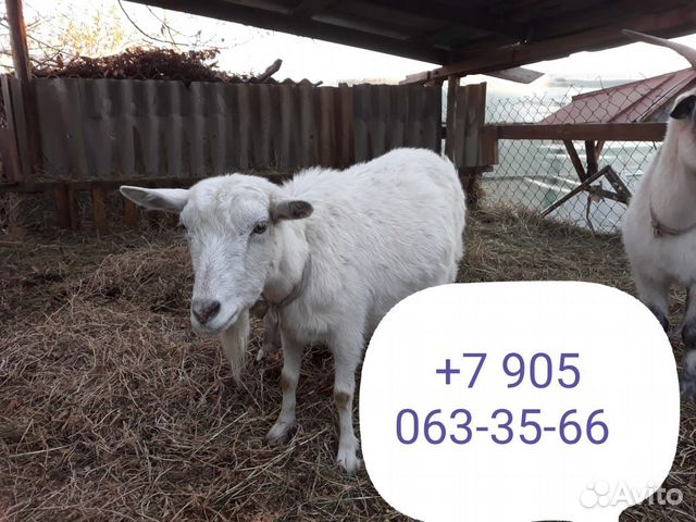 Коза двойная