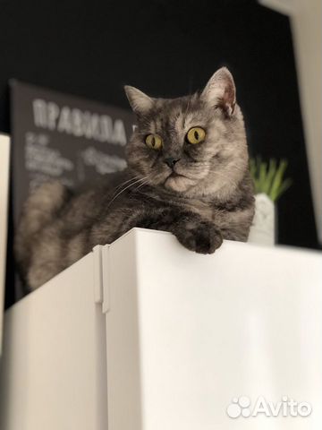 Британская кошечка