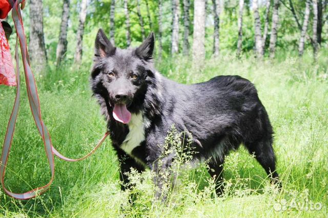 Спаси Гришу из приюта