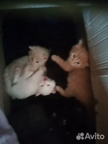 Тёплые Коты в дар