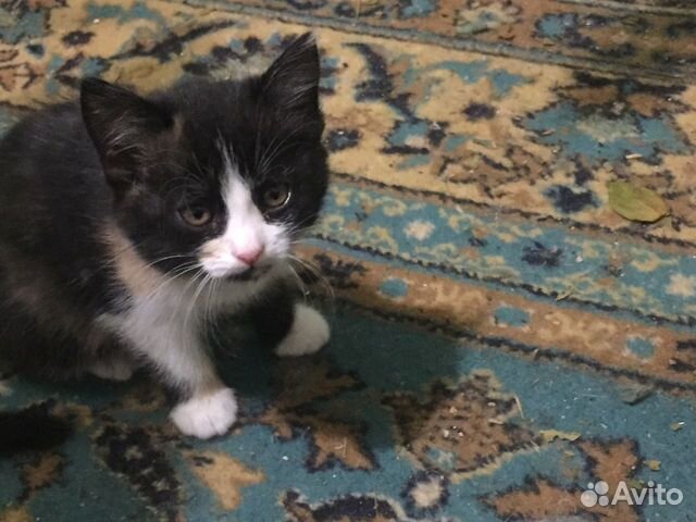 Отдам котят