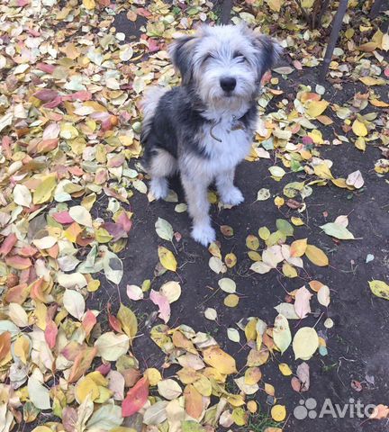 Джоник ищет дом