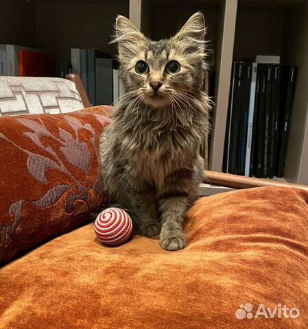 Котенок Кошечка Джульетта 4 мес Подкидыш