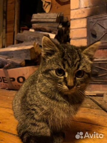 Плюшевая полосаточка с ангельским характером