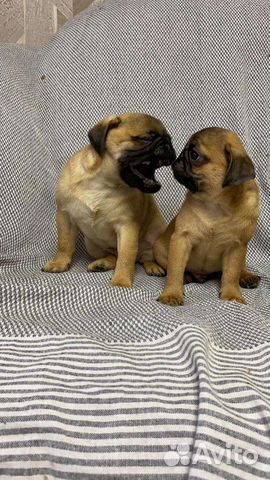 Абрикосики