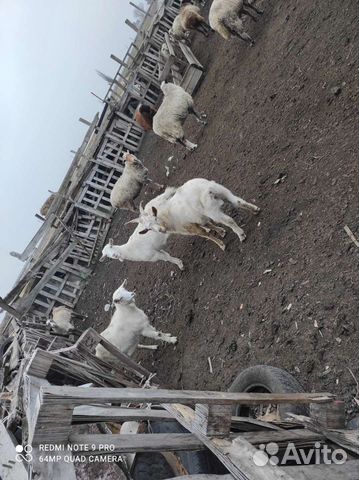 Казы и козлята